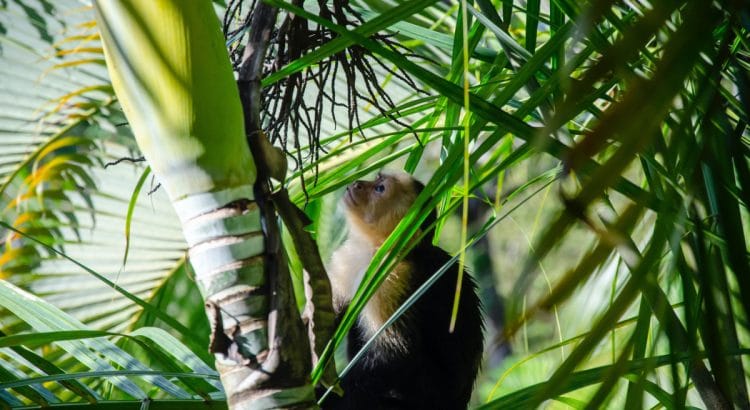 6 animaux typiques du Costa Rica | Guide Costa Rica