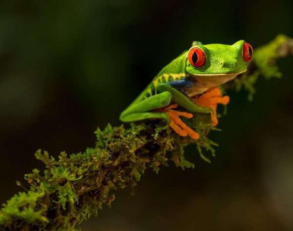La grenouille aux yeux rouges | Guide Costa Rica