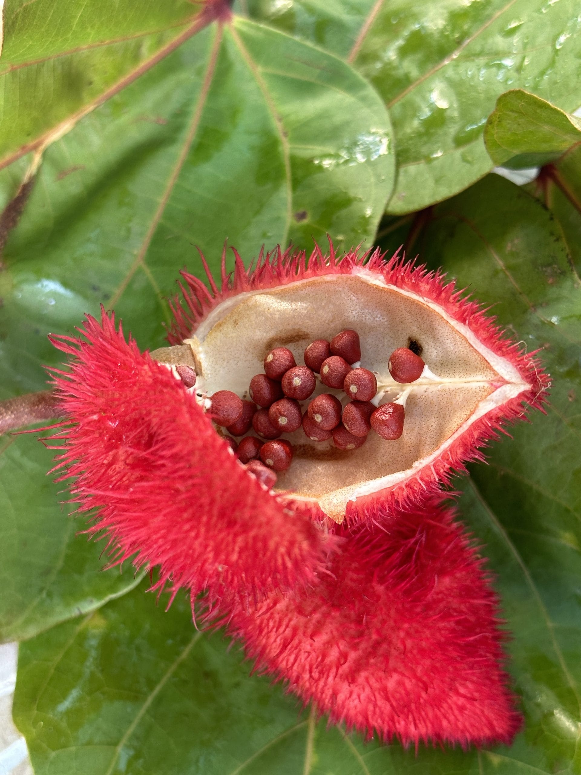 Les merveilles du Roucou : Un trésor tropical aux multiples facettes ...